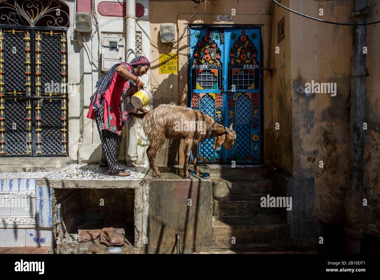Bathing a goat in the street hi-res stock photography and images - Alamy