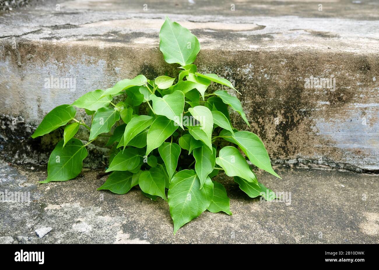 Young Sacred Fig, Bodhi Tree or Ficus Religiosa, The Simbolic of ...