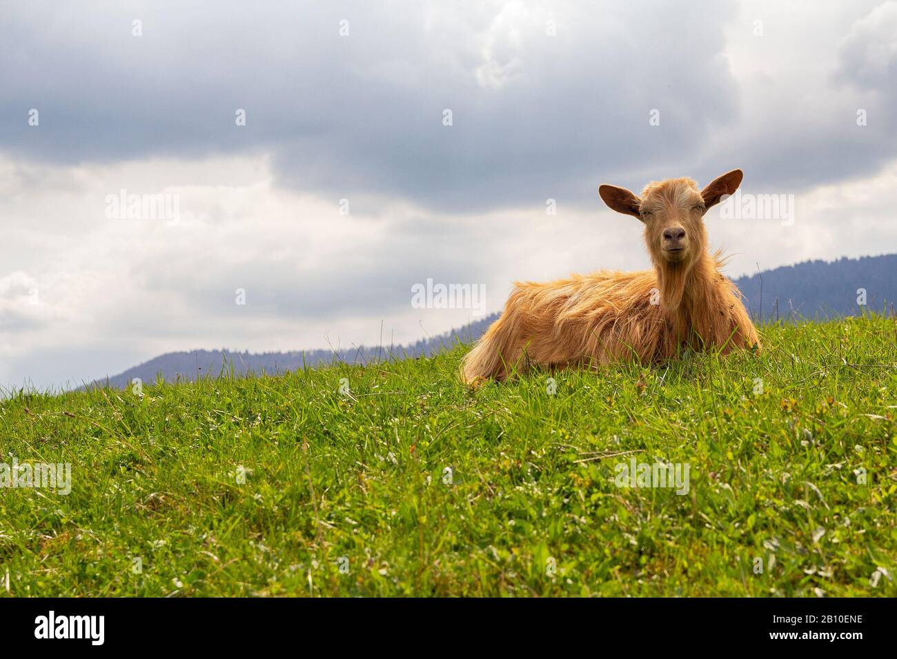 Red sheep hi-res stock photography and images - Alamy