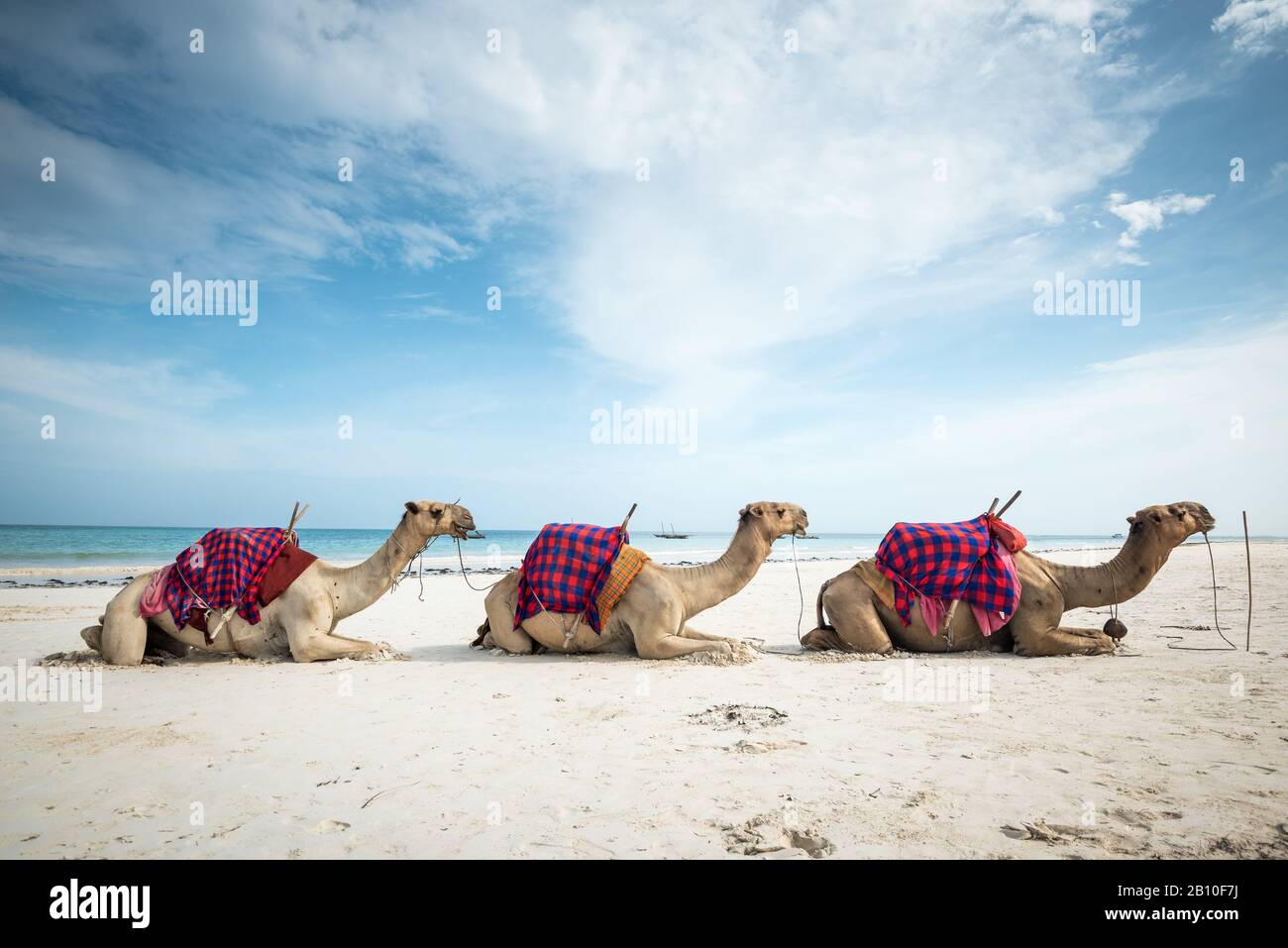Three camels on the tropical beach with palm trees and white sand in ...