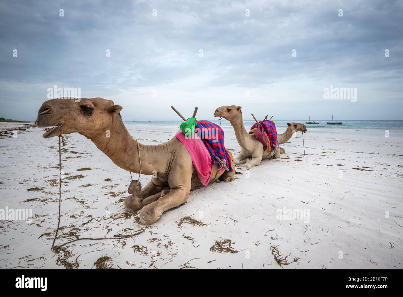 Scenic view of palm trees zanzibar hi-res stock photography and images ...