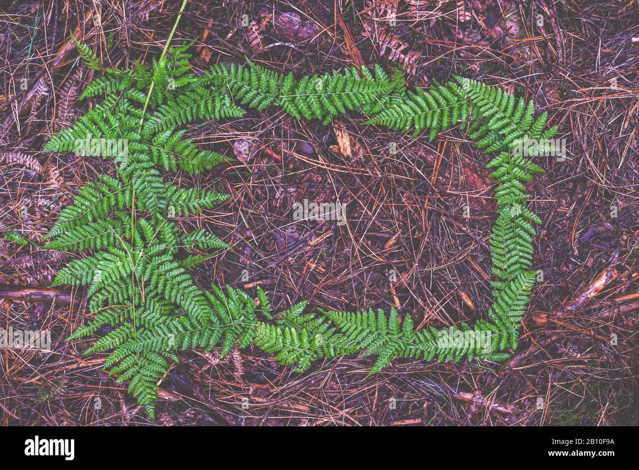 Nature background with border made from fern leaves arranged in ...