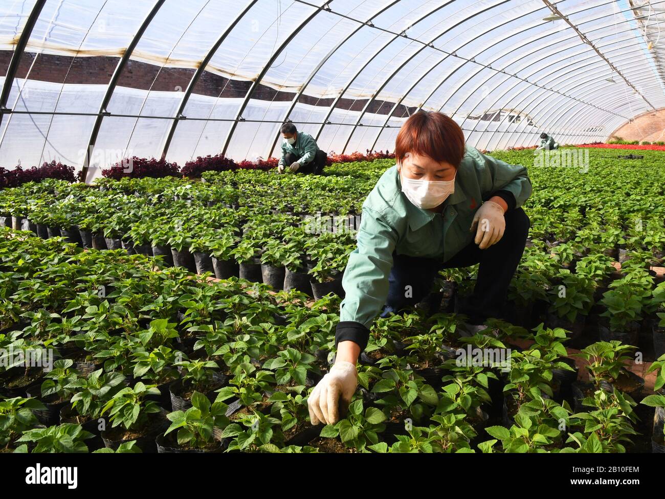 Planting staff hi-res stock photography and images - Alamy