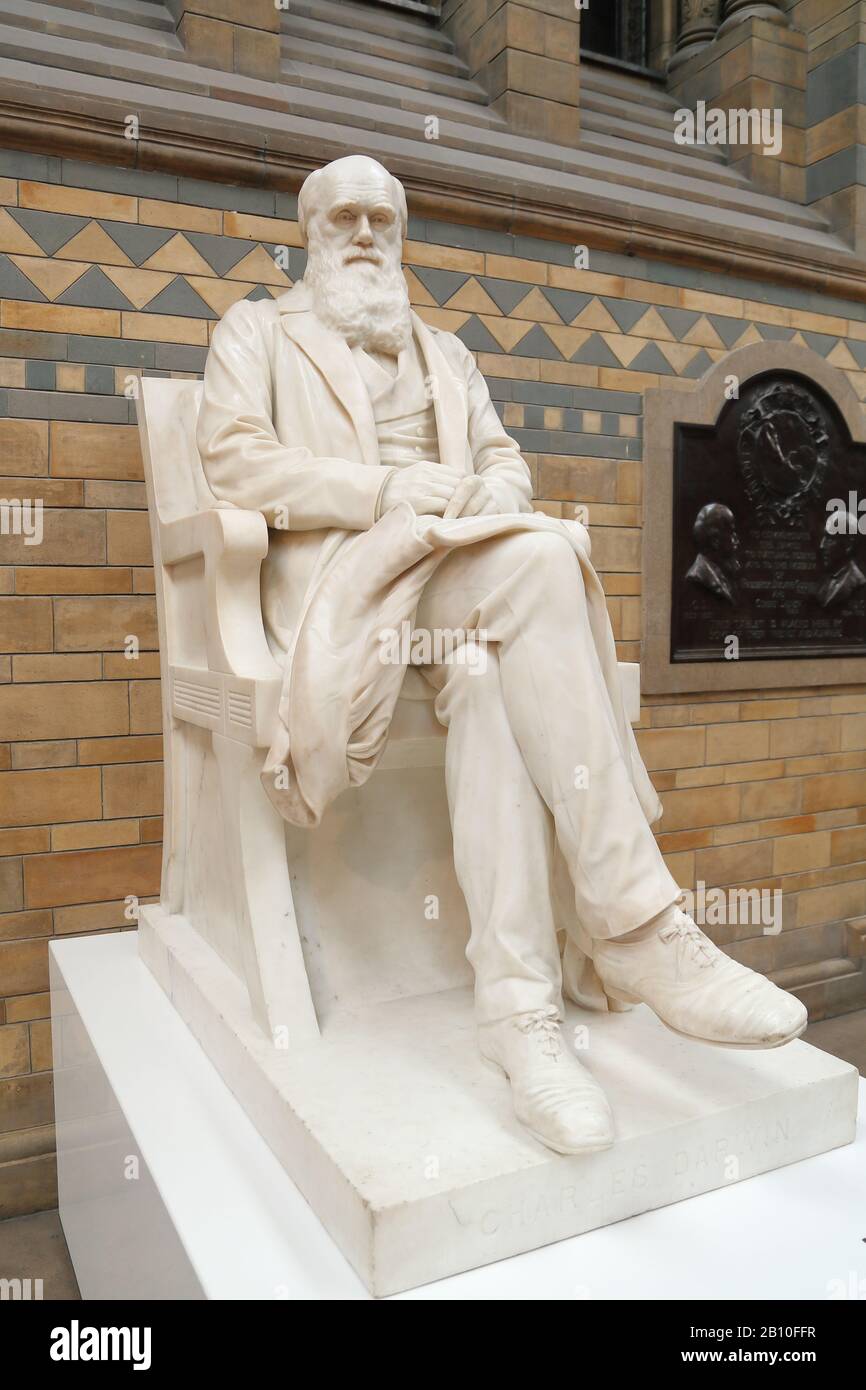 Life-size marble statue of Charles Darwin at the National History ...