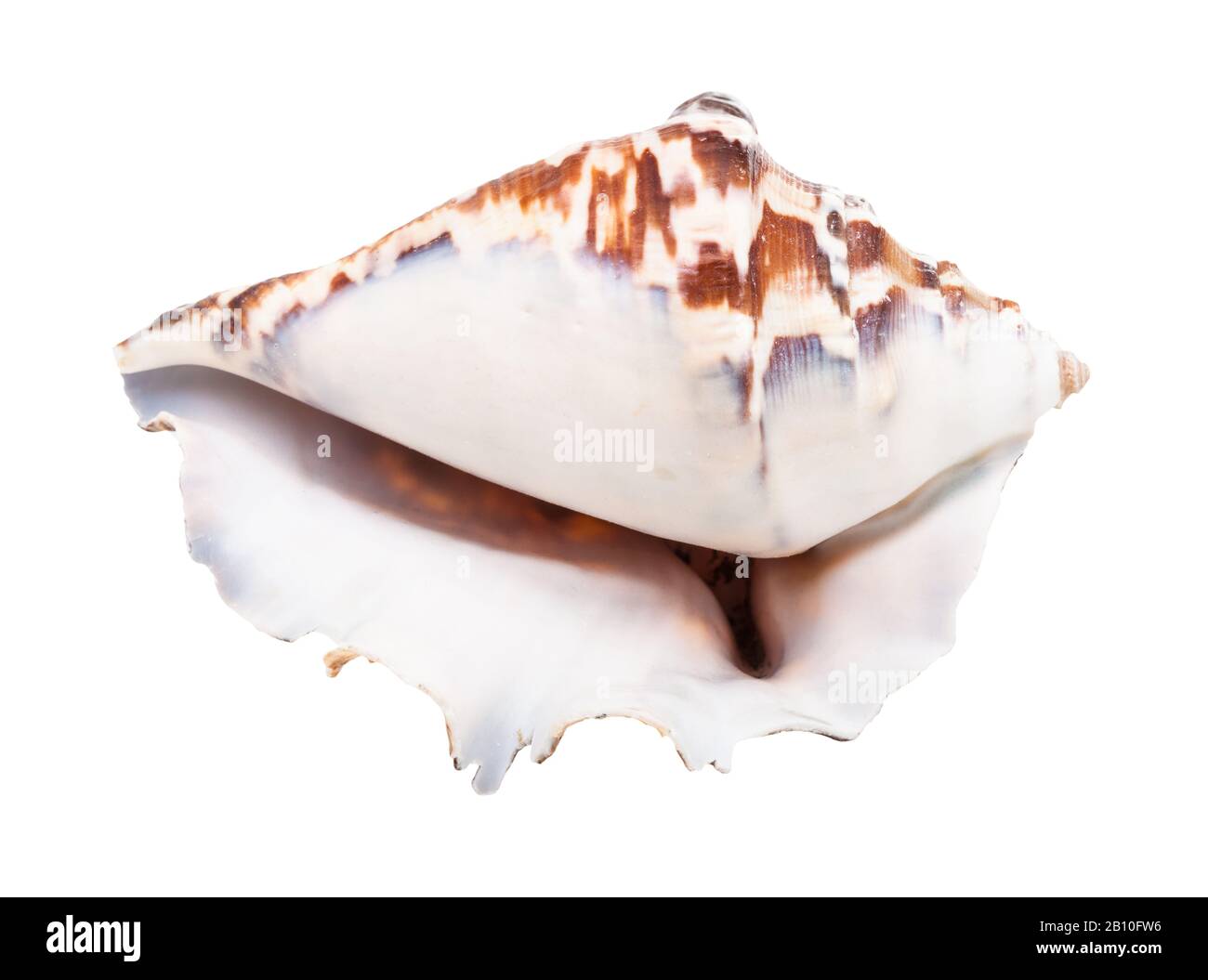 empty shell of dark brown muricidae mollusc isolated on white ...