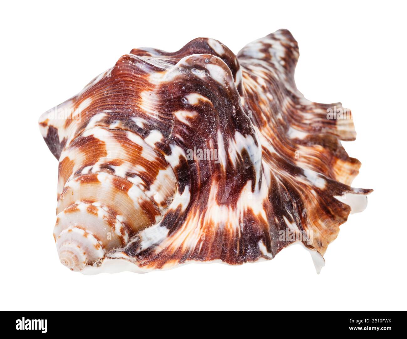 dark brown conch of muricidae mollusc isolated on white background ...