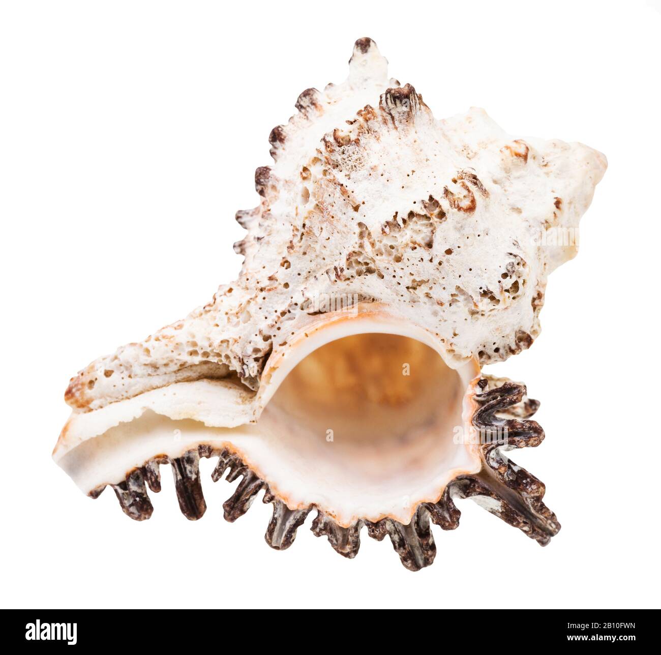 empty shell of white muricidae mollusk isolated on white background ...