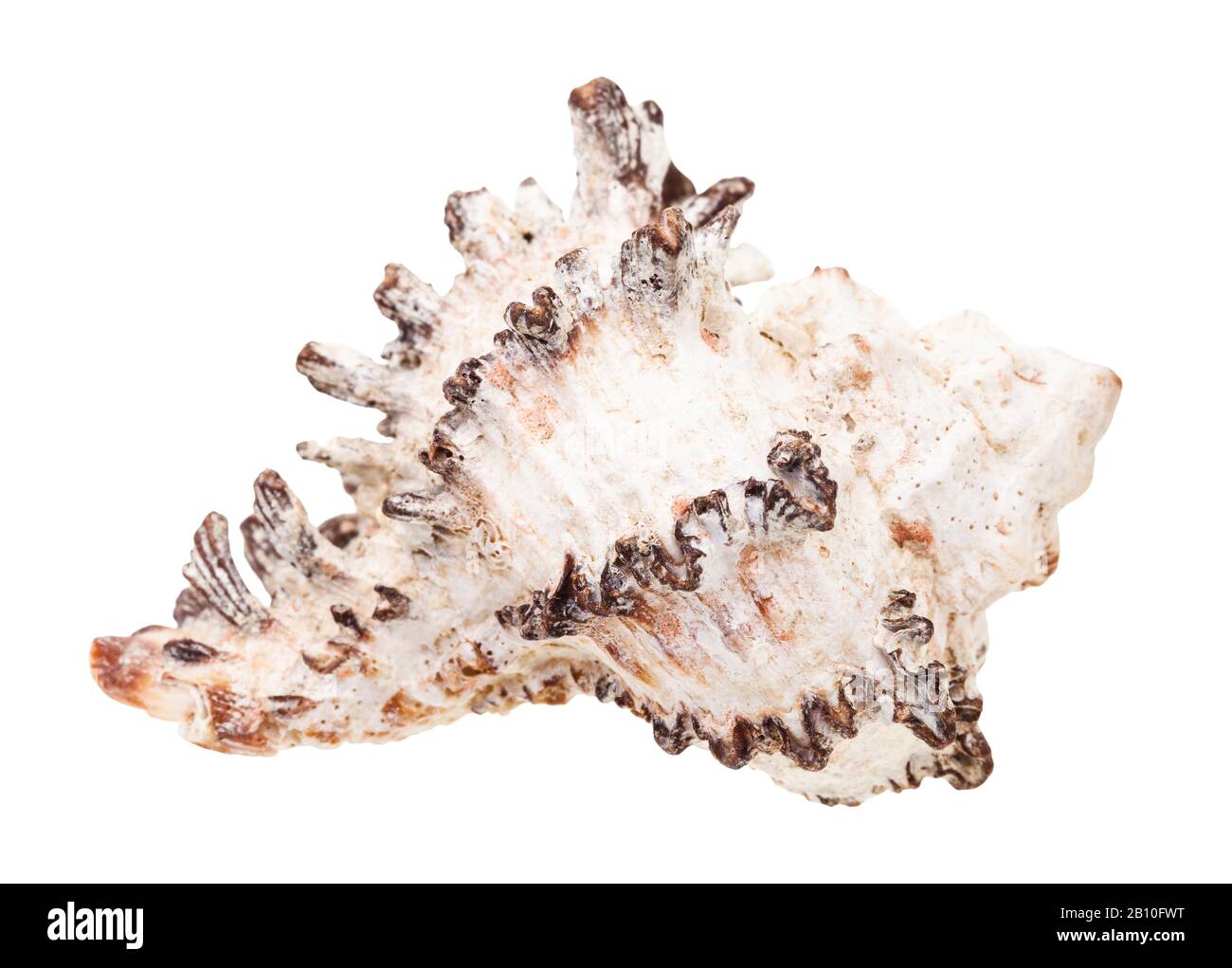 white shell of rock snail isolated on white background Stock Photo - Alamy