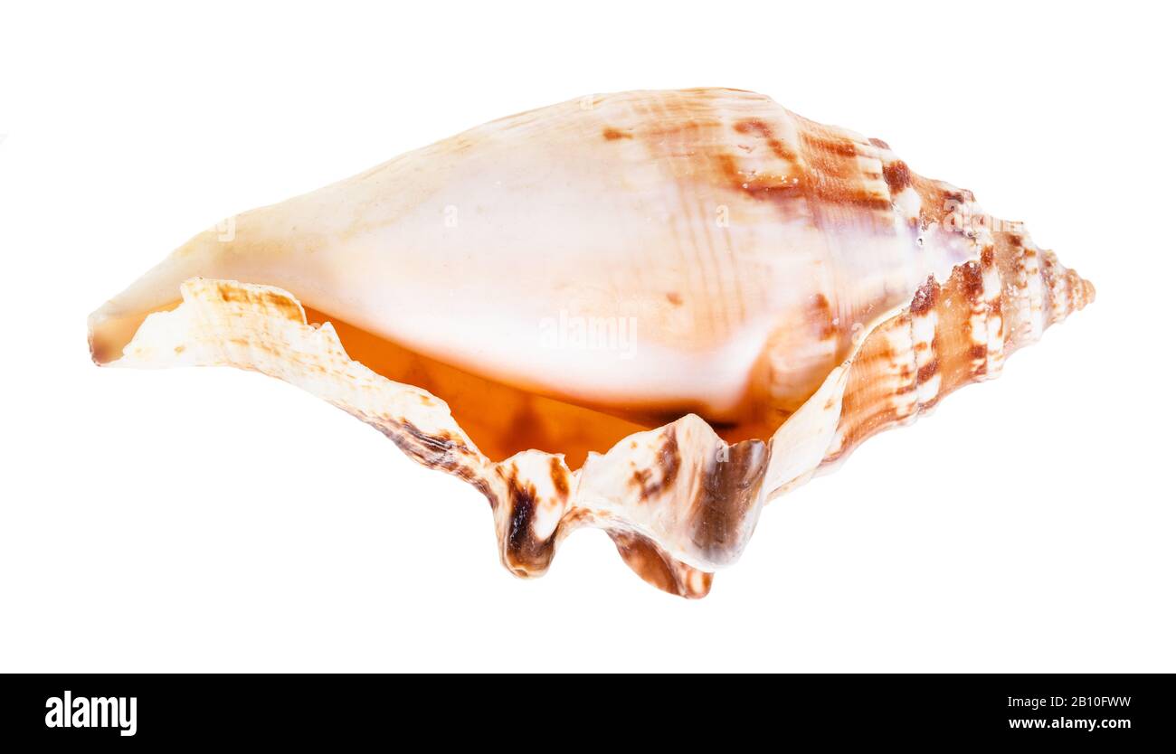 empty shell of sea snail isolated on white background Stock Photo - Alamy