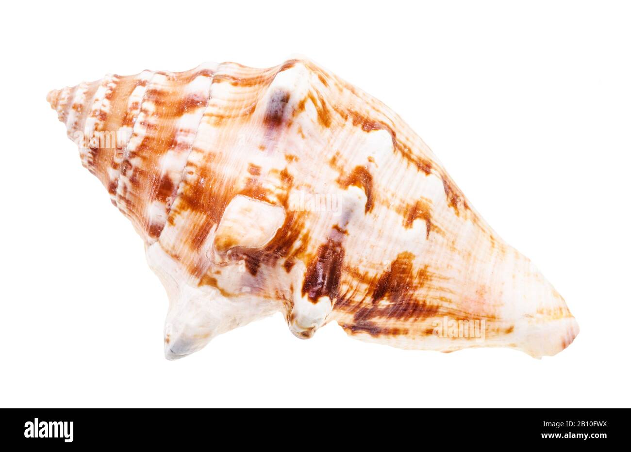 shell of sea mollusk isolated on white background Stock Photo - Alamy