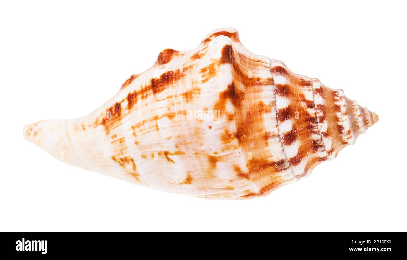 conch of sea mollusk isolated on white background Stock Photo - Alamy