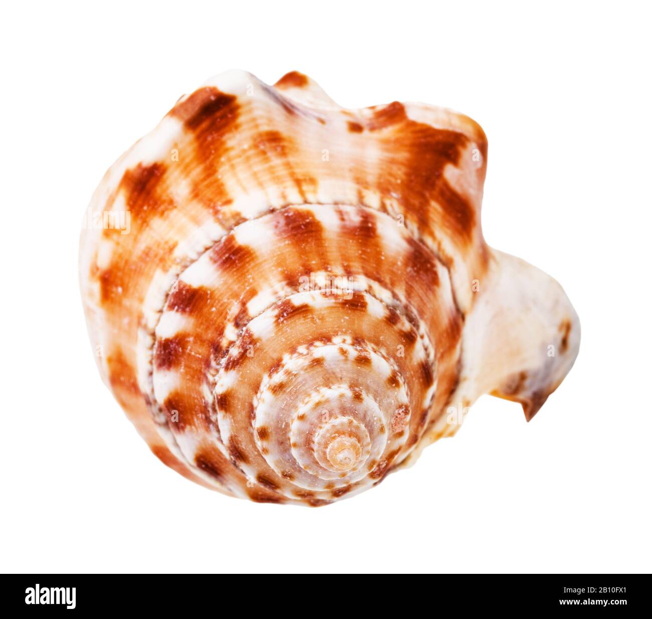 helix shell of sea mollusk isolated on white background Stock Photo - Alamy