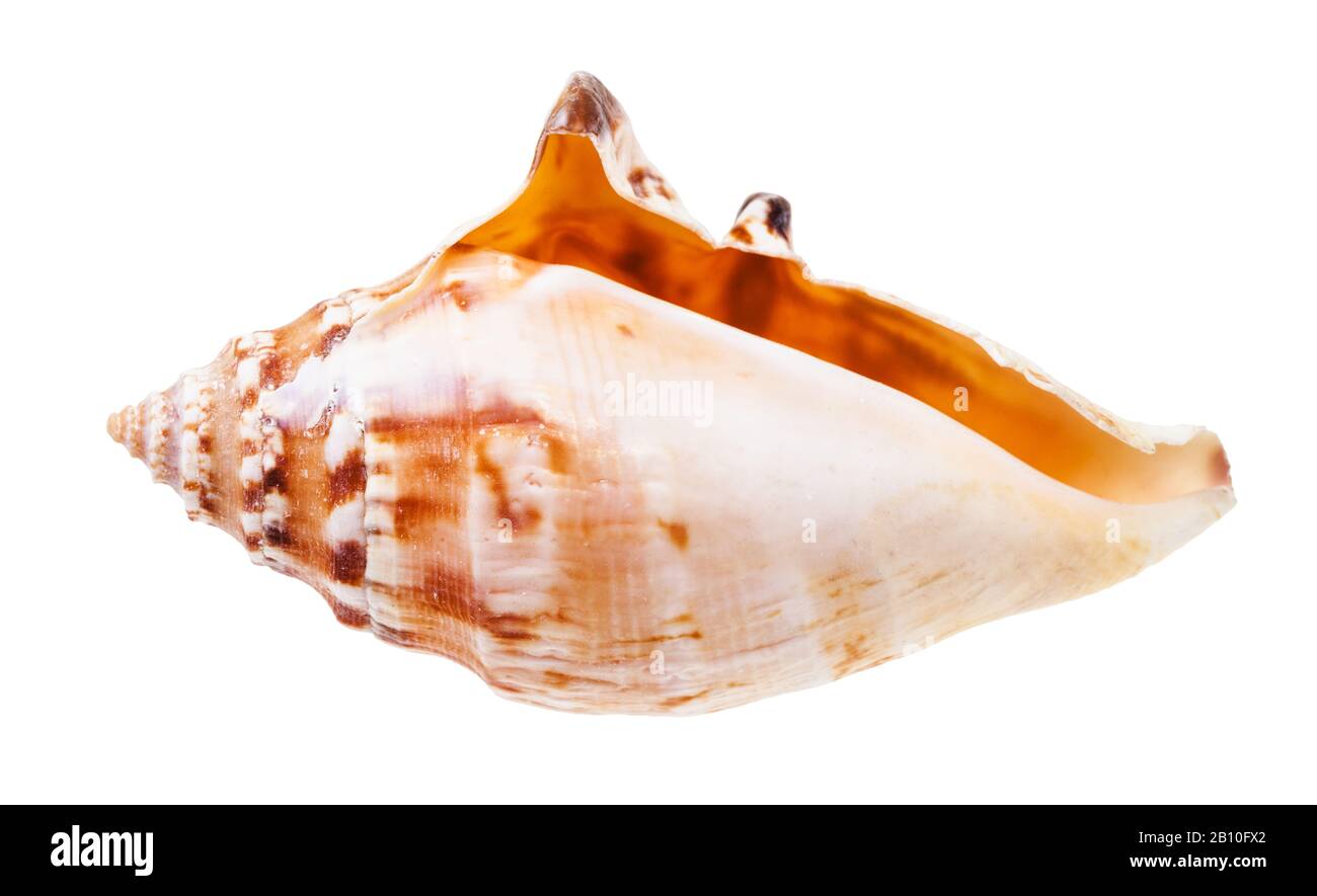 True conch hi-res stock photography and images - Alamy