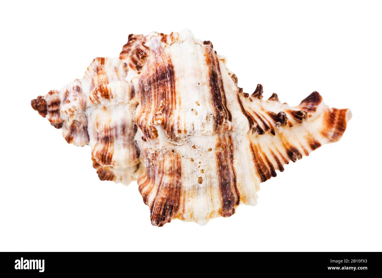 single brown striped conch of muricidae mollusk isolated on white ...