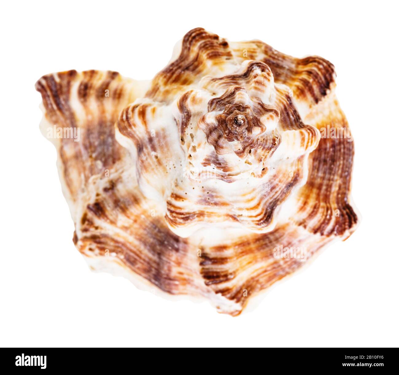 helix of shell of brown muricidae mollusk isolated on white background ...