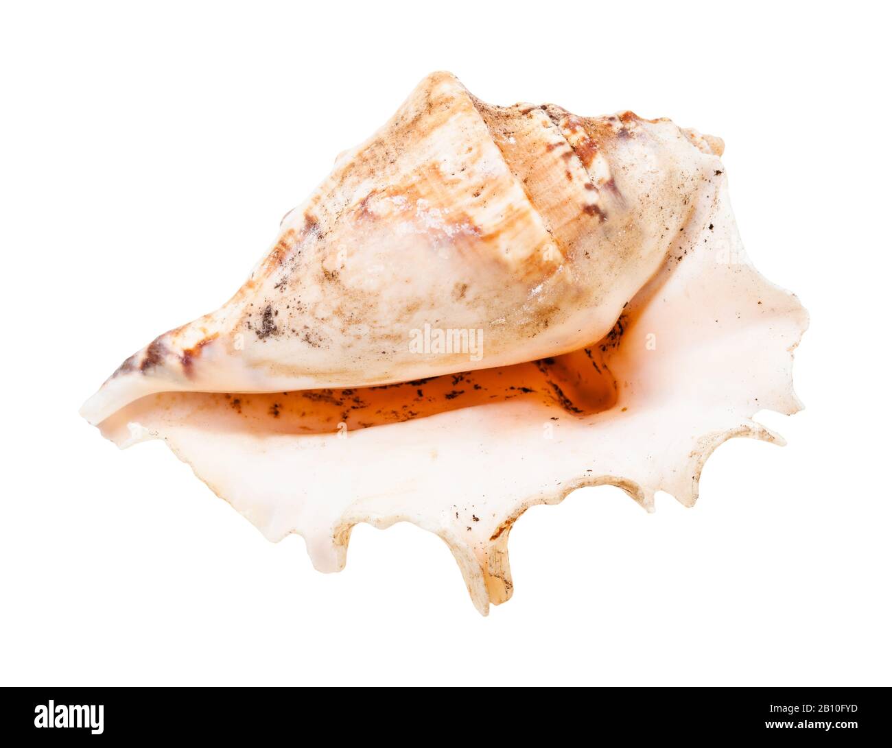 empty shell of sea snail isolated on white background Stock Photo - Alamy