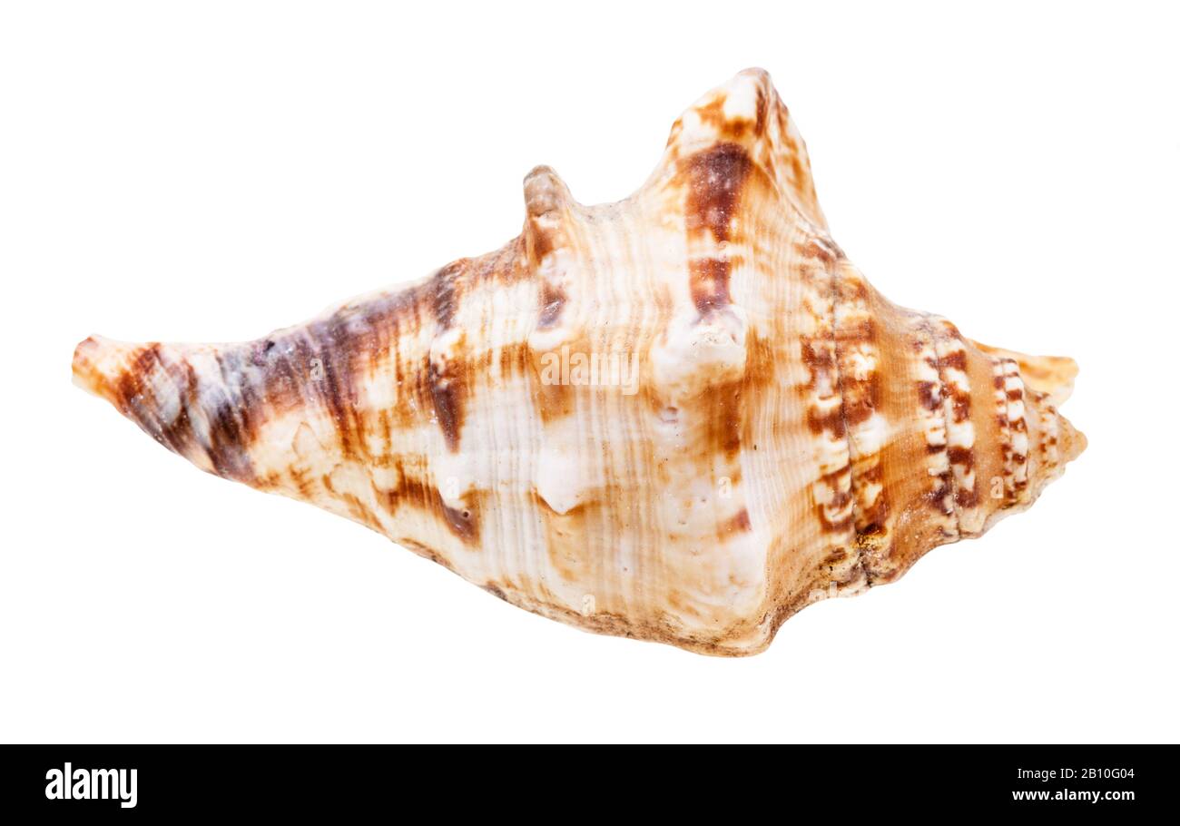 shell of sea mollusk isolated on white background Stock Photo - Alamy