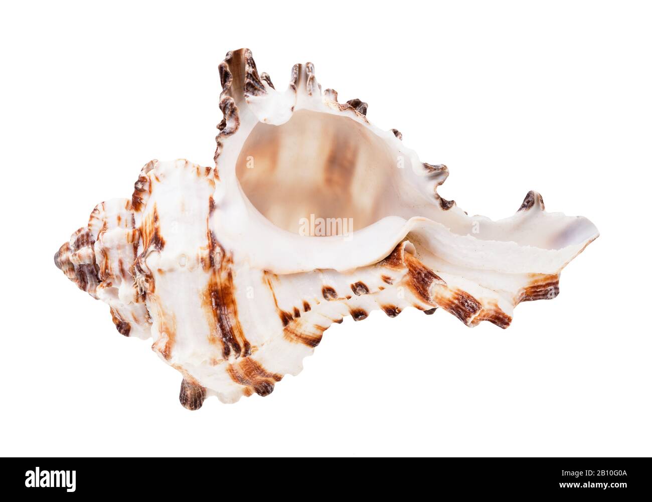 empty brown striped conch of muricidae mollusk isolated on white ...