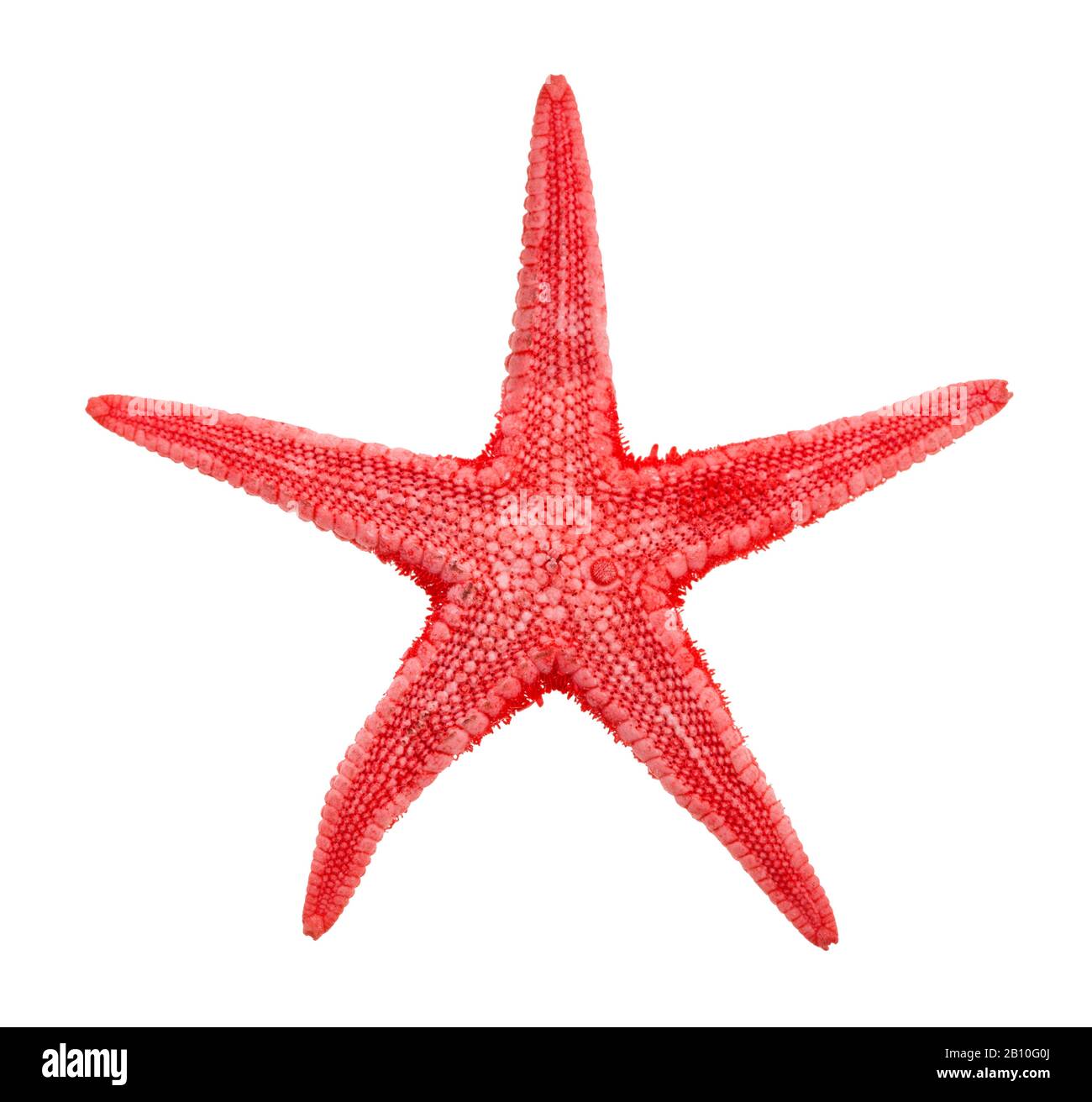 Starfish White Background