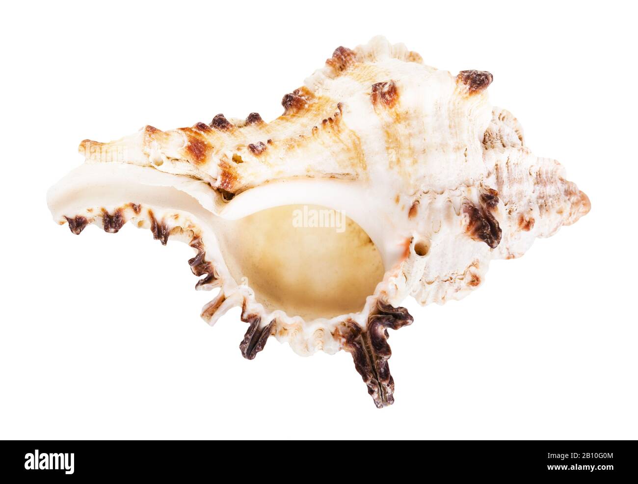 empty seashell of mollusk isolated on white background Stock Photo - Alamy