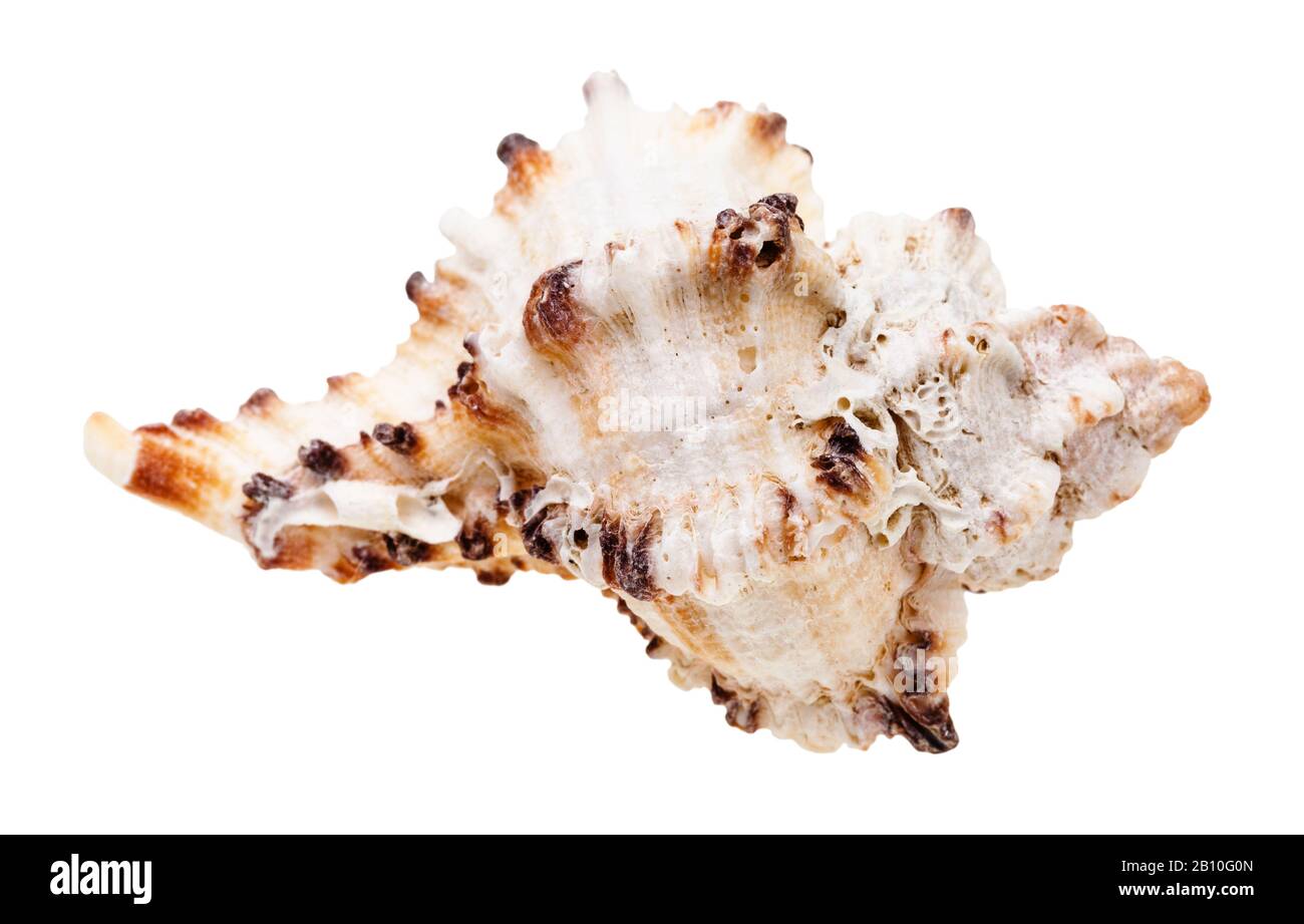seashell of mollusk isolated on white background Stock Photo - Alamy