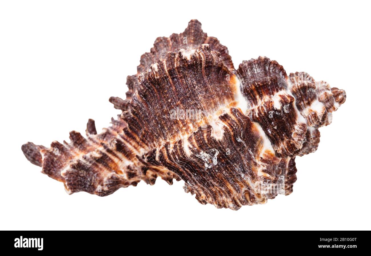 dark brown seashell of mollusc isolated on white background Stock Photo ...