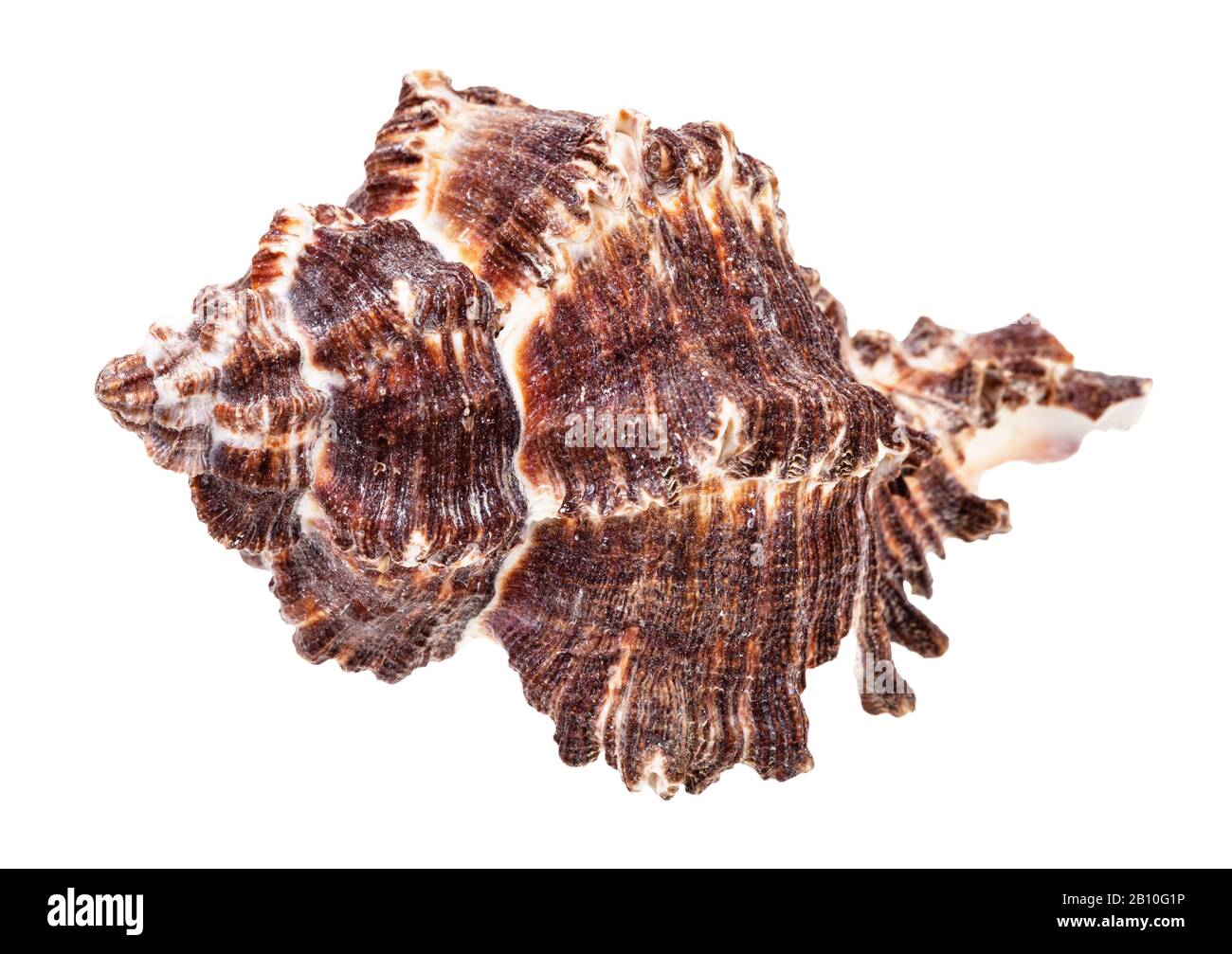 dark brown seashell of mollusk isolated on white background Stock Photo ...