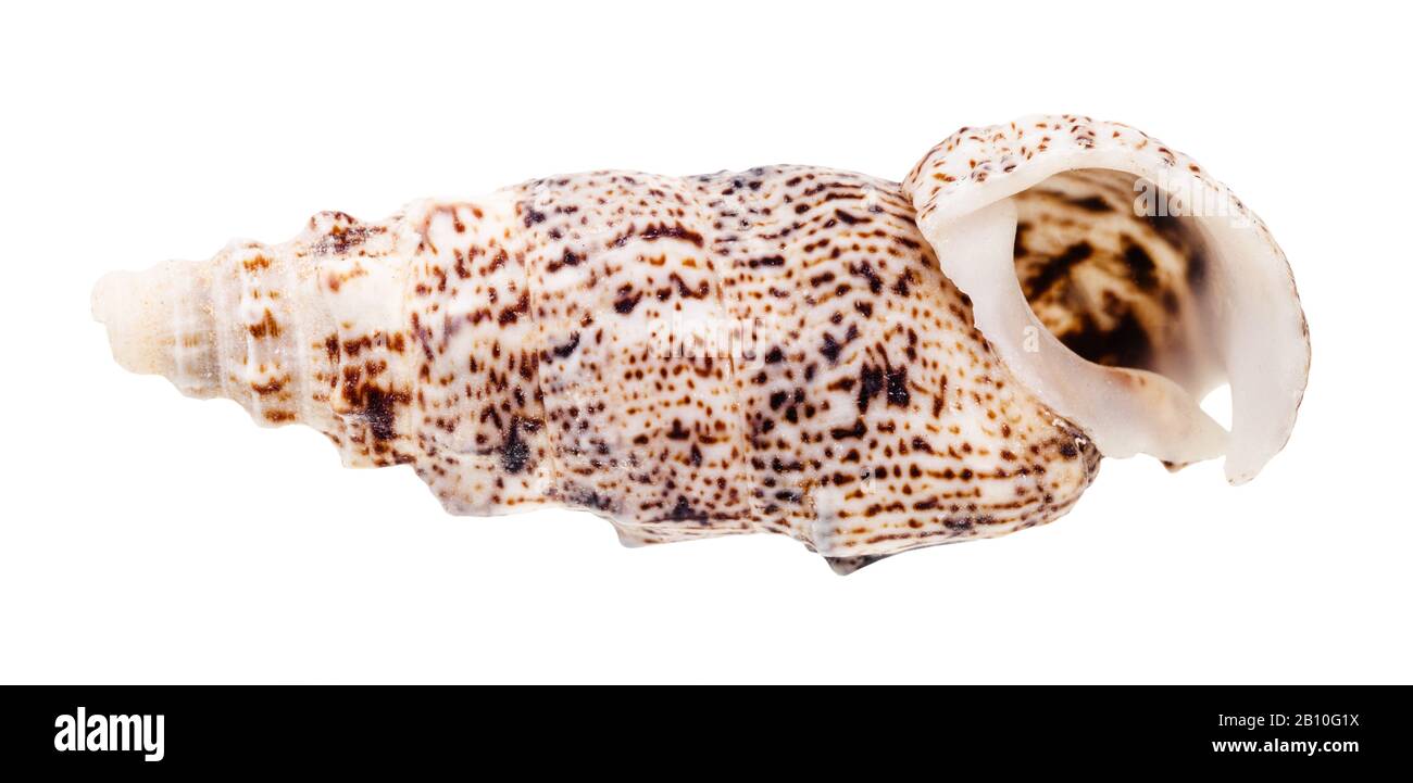 empty shell of cerith mollusk isolated on white background Stock Photo ...