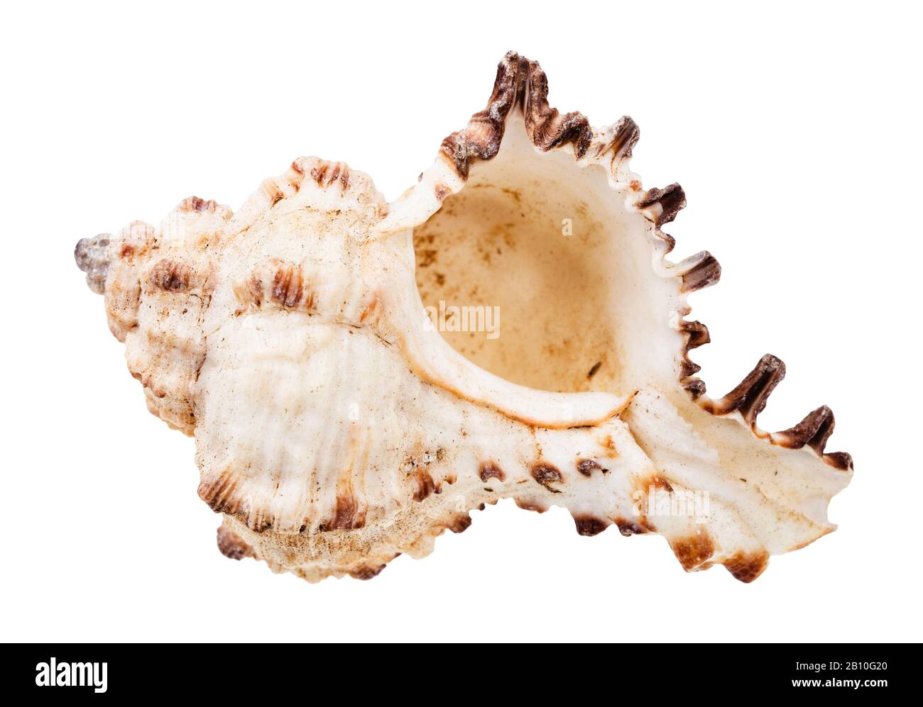 empty white seashell of mollusk isolated on white background Stock ...