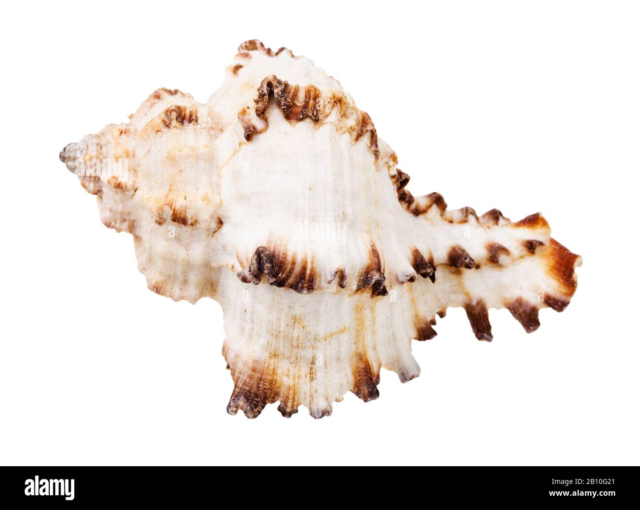 white seashell of mollusc isolated on white background Stock Photo - Alamy