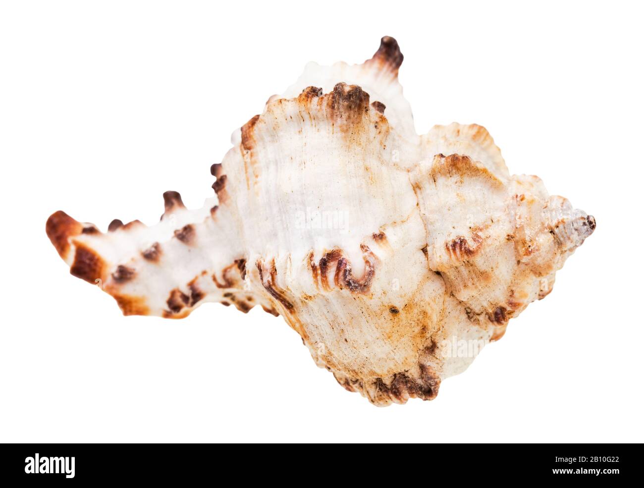 white seashell of mollusk isolated on white background Stock Photo - Alamy