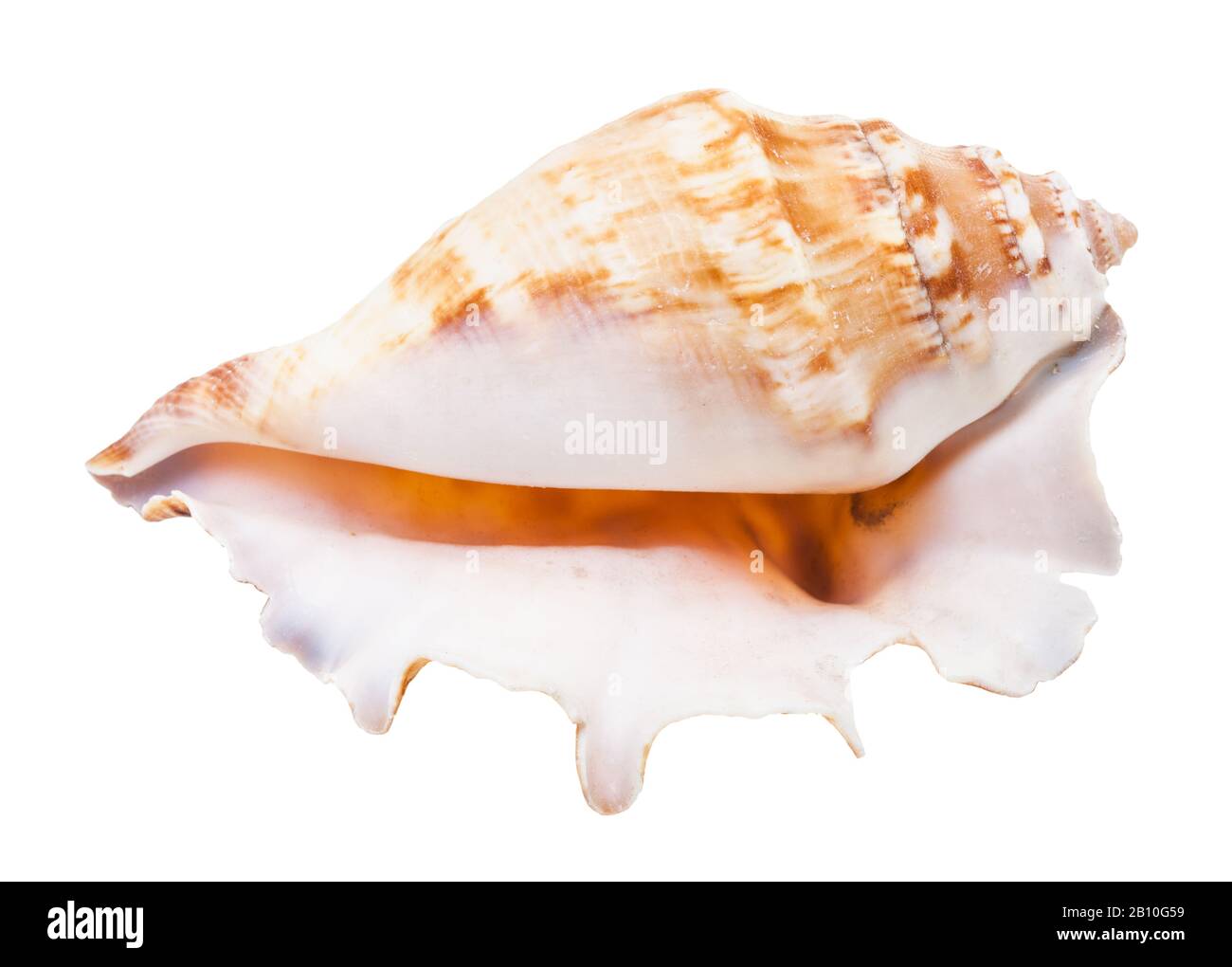 empty shell of sea mollusc isolated on white background Stock Photo - Alamy