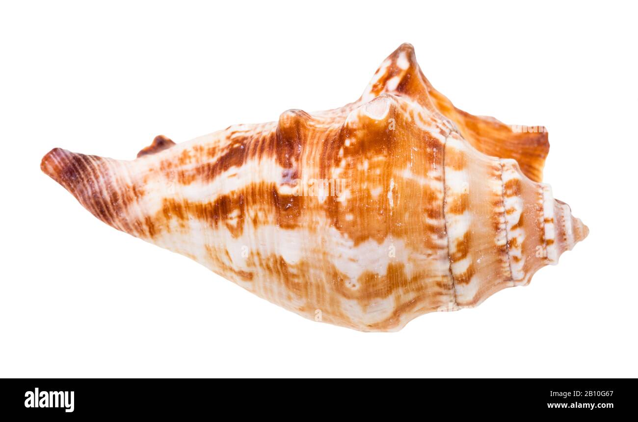 shell of sea mollusc isolated on white background Stock Photo - Alamy
