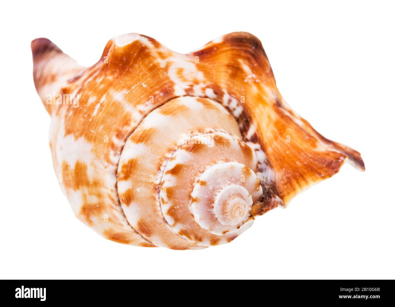 helix shell of sea mollusc isolated on white background Stock Photo - Alamy