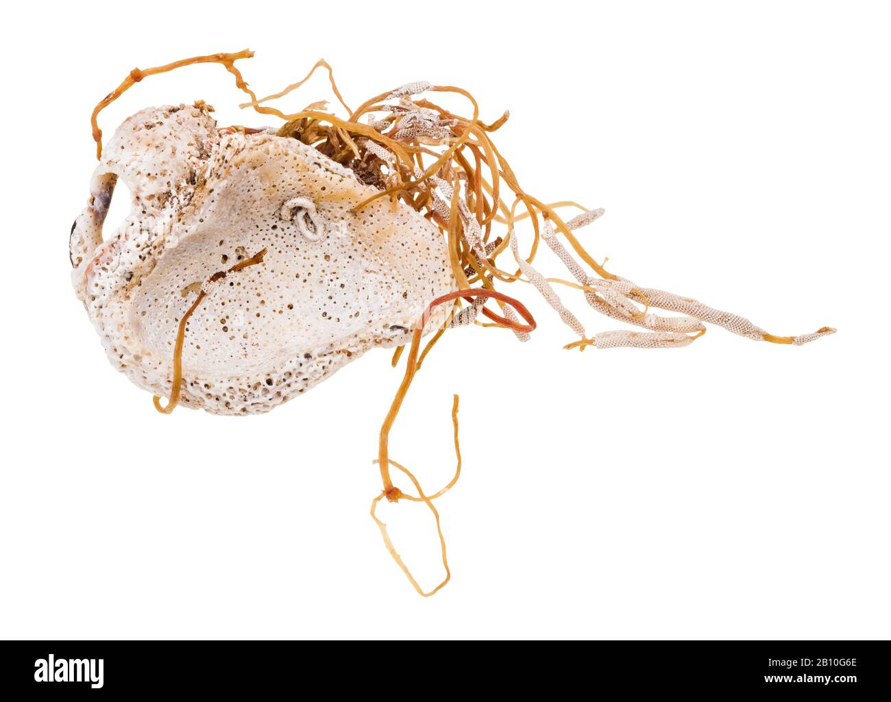 Sea algae cut out Cut Out Stock Images & Pictures - Alamy