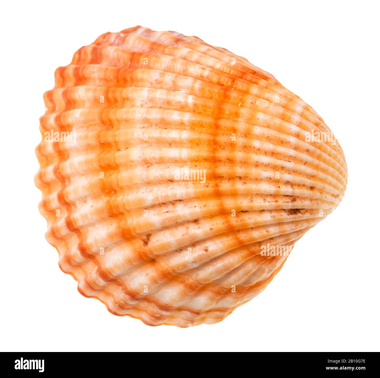 striped orange shell of cockle isolated on white background Stock Photo ...