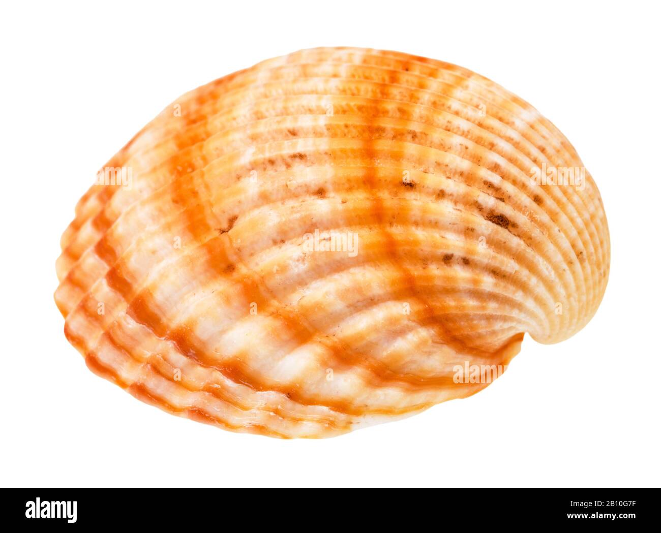 striped orange conch of cockle isolated on white background Stock Photo ...