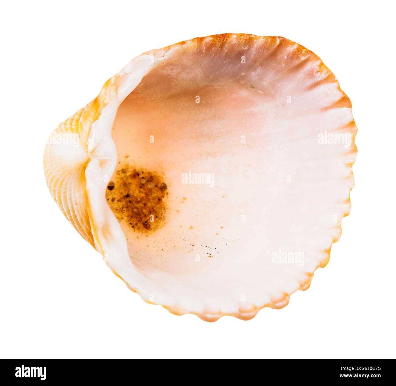 empty orange shell of cockle isolated on white background Stock Photo ...