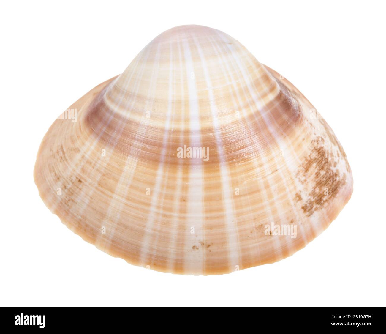 striped brown conch of clam isolated on white background Stock Photo ...