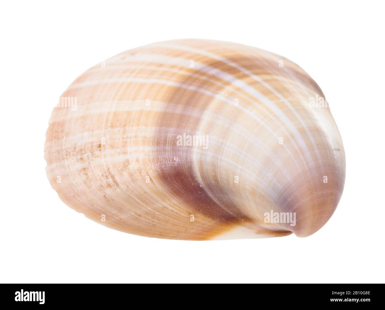 striped brown shell of clam isolated on white background Stock Photo ...