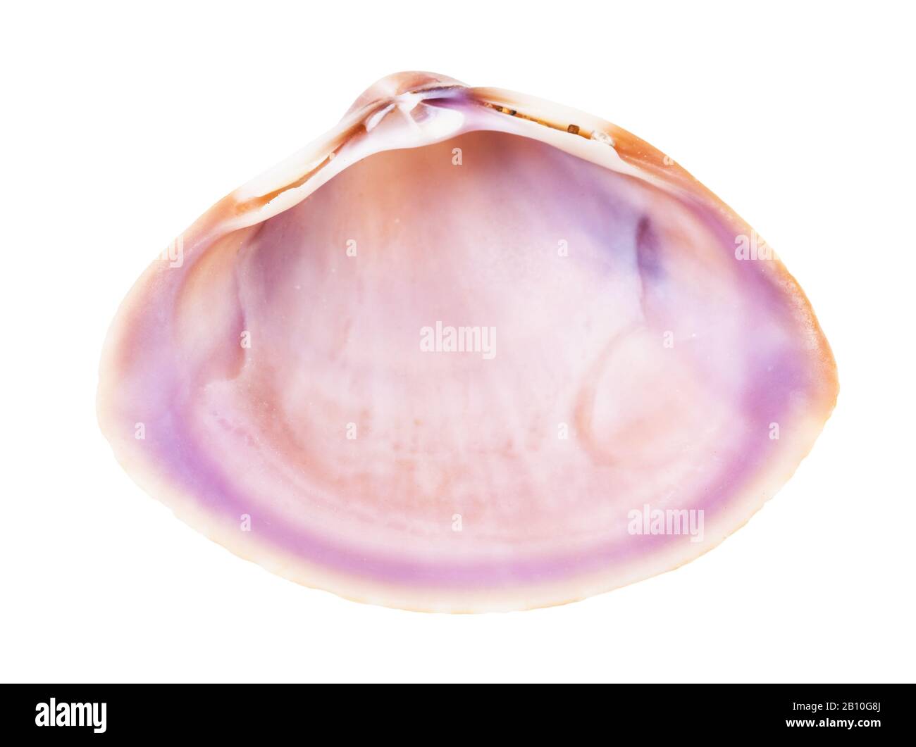 empty pink violet conch of clam isolated on white background Stock ...