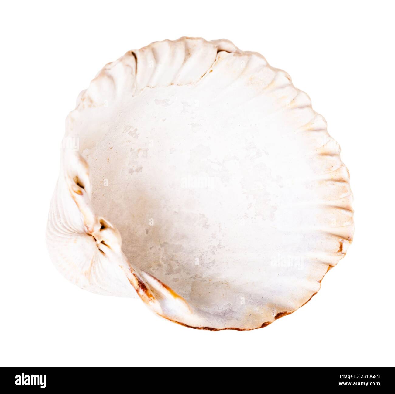 empty white shell of cockle isolated on white background Stock Photo ...