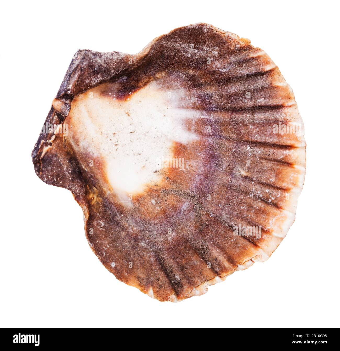 empty dark brown shell of scallop isolated on white background Stock ...