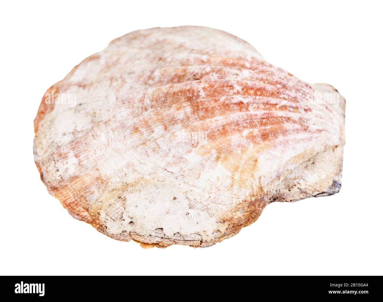 brown conch of scallop isolated on white background Stock Photo - Alamy