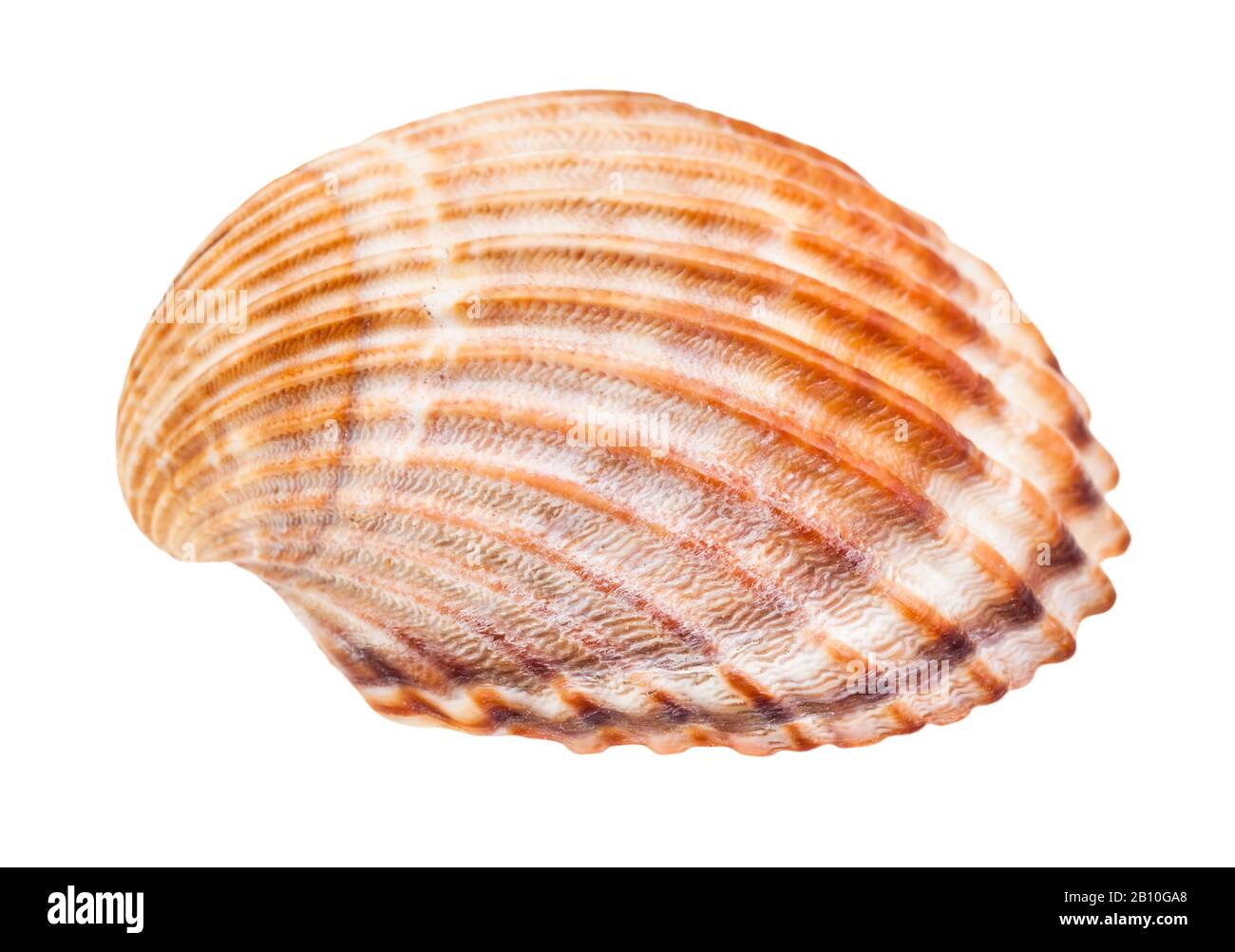 brown shell of cockle isolated on white background Stock Photo - Alamy