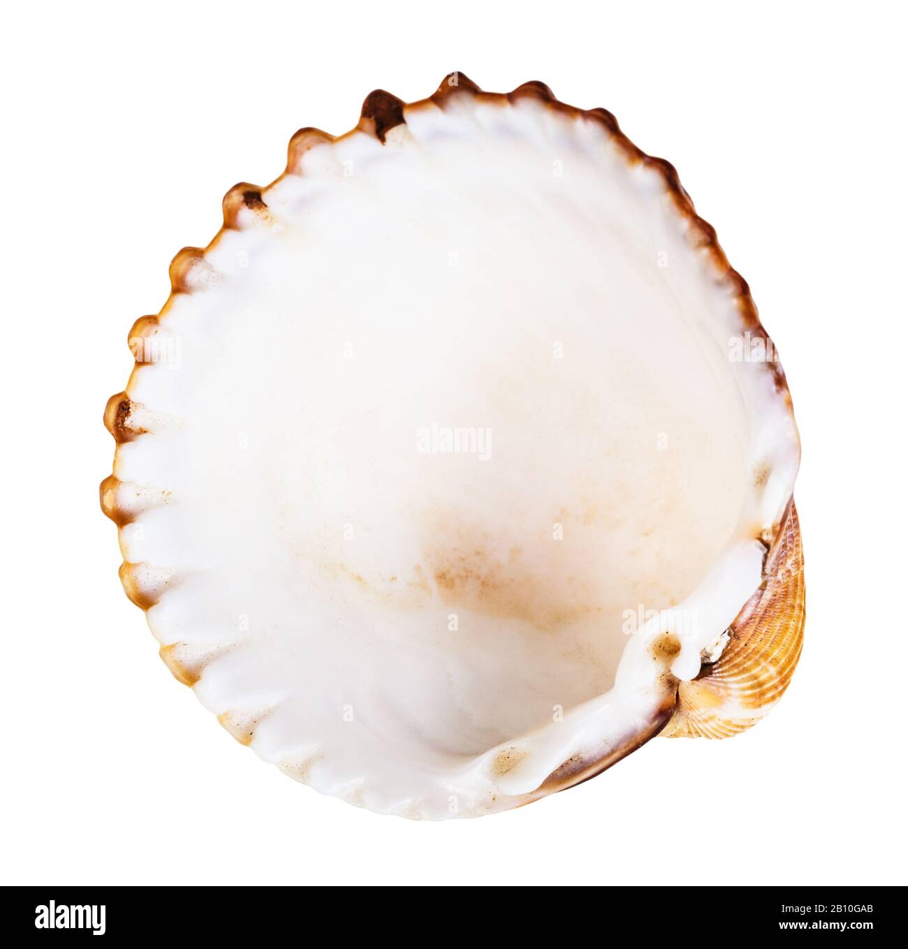 Shellfish inside round conch brown hi-res stock photography and images ...