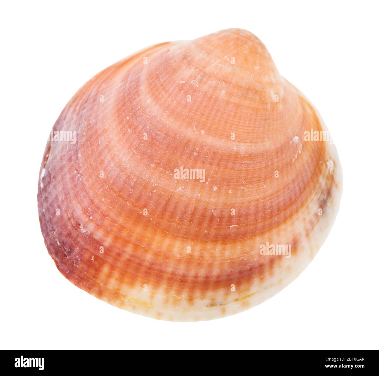 yellow brown sea shell of clam isolated on white background Stock Photo ...