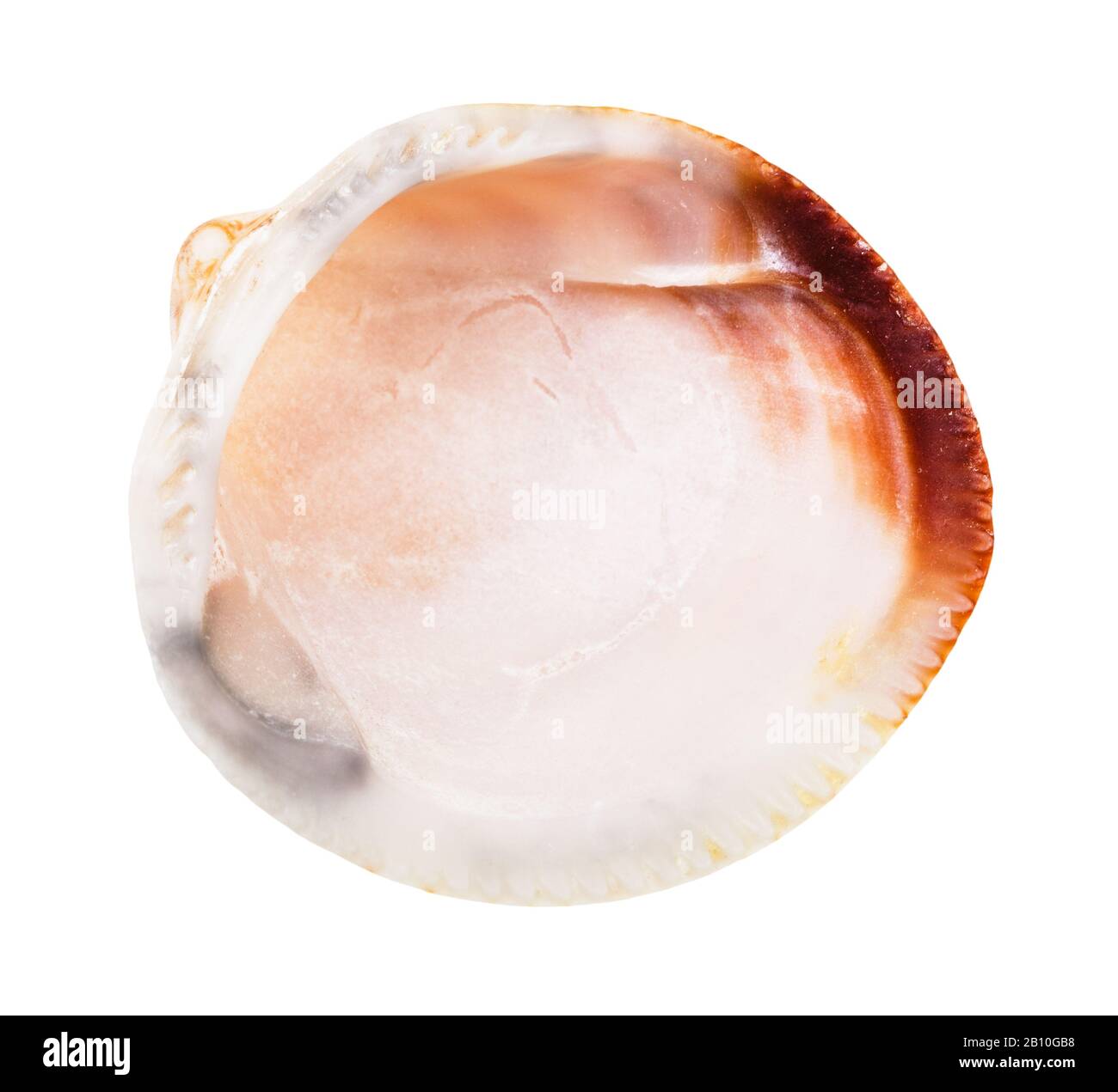 empty seashell of clam isolated on white background Stock Photo - Alamy