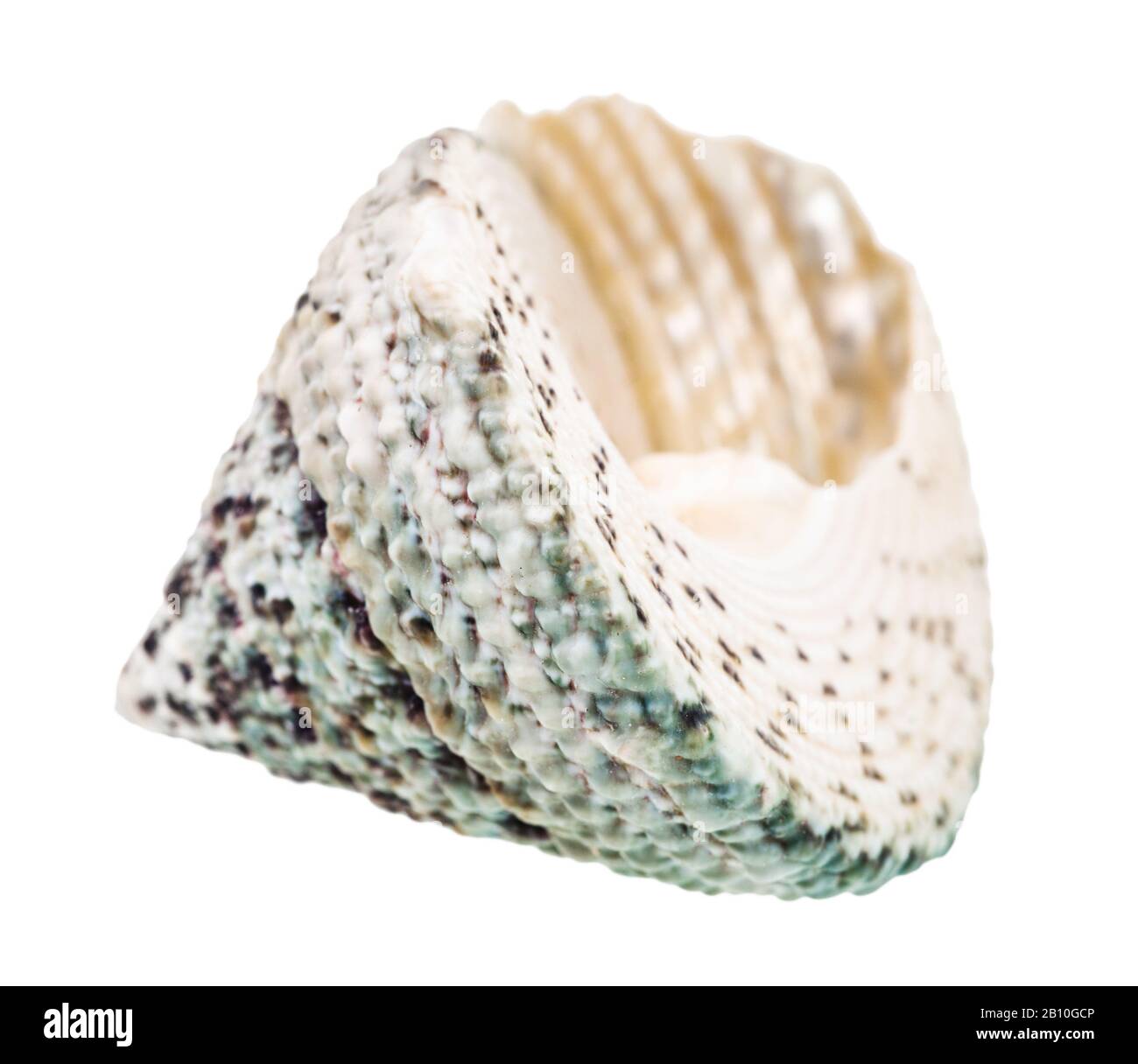 empty shell of slit snail isolated on white background Stock Photo - Alamy