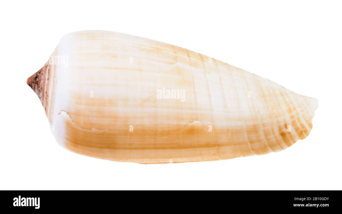 light brown shell of conus snail isolated on white background Stock ...